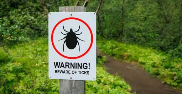 What to do when you find a tick